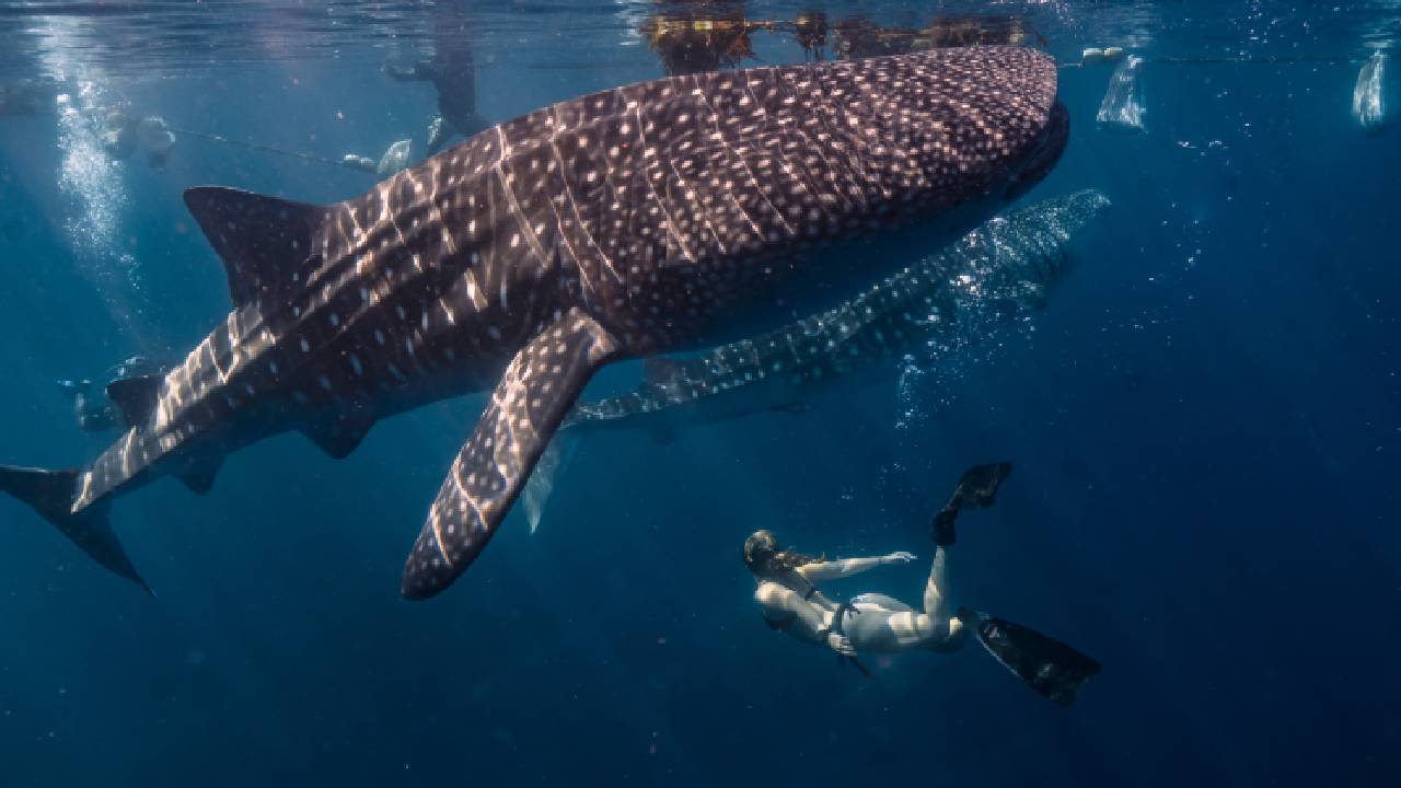 Holbox inicia temporada de avistamiento del tiburón ballena