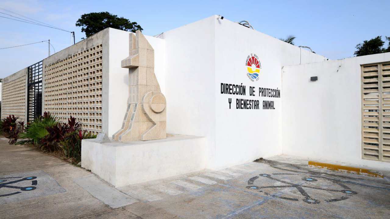 Instituto Municipal para la Protección y Bienestar Animal posicionará a ...
